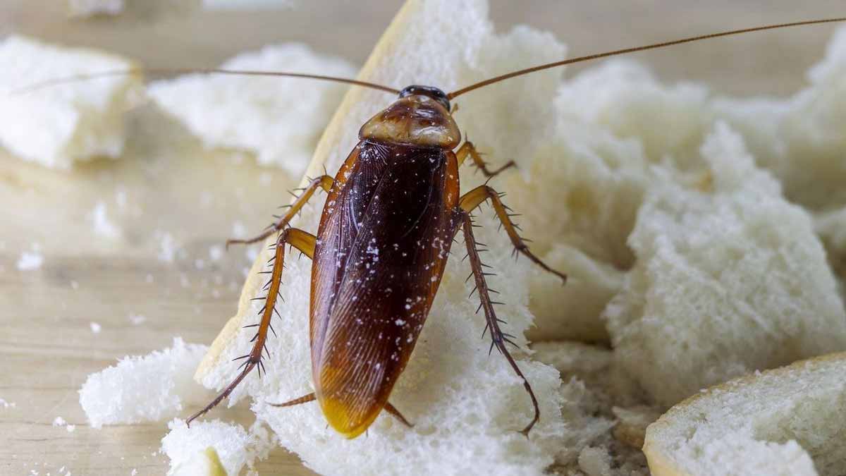 7 astuces infaillibles pour lutter contre les cafards - Top Recettes 7 astuces infaillibles pour lutter contre les cafards - Top Recettes