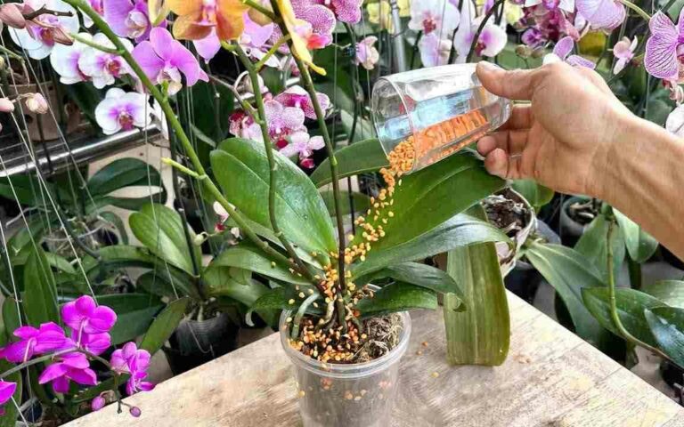 Riz safrané aux calamars : Un plat avec une saveur forte ! - Top Recettes